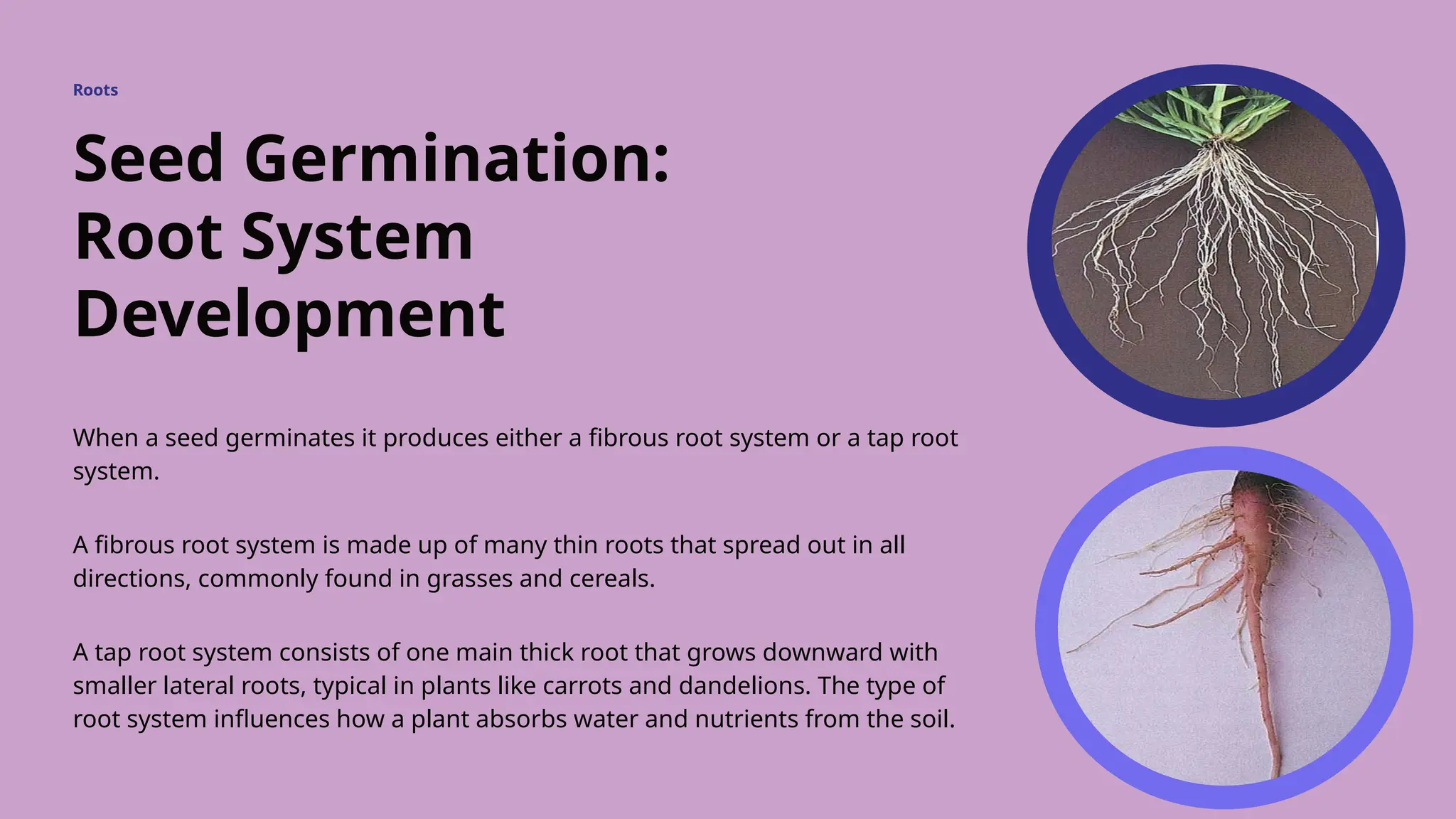 _Internal and external Root structure .pptx