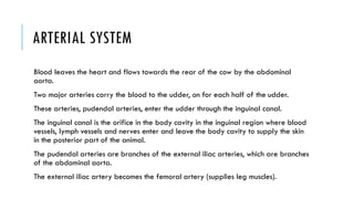 Internal and External structure of udder.pdf