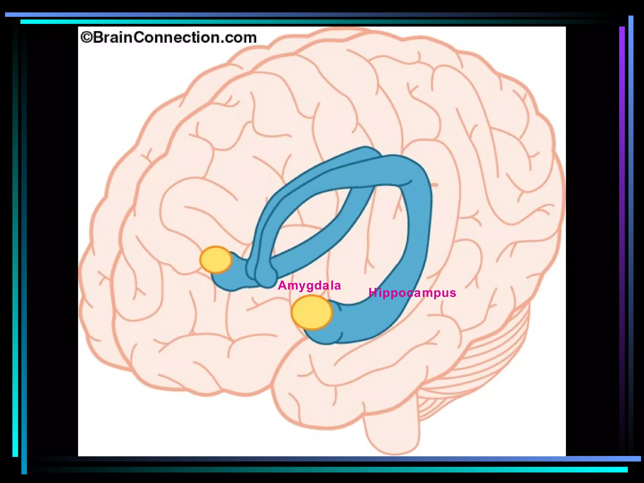 Internal Brain Structure & Cranial Nerves | PPT | Brain and Nervous ...