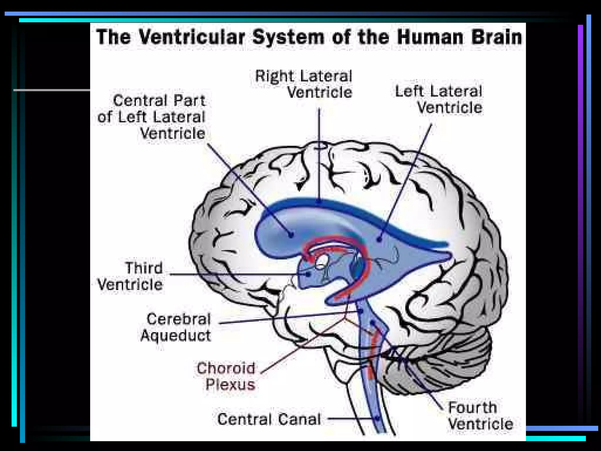 Internal Brain Structure & Cranial Nerves | PPT | Brain and Nervous ...