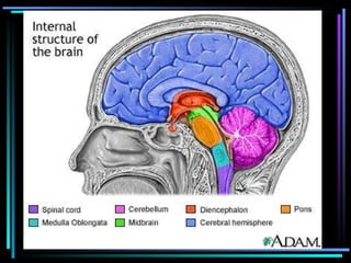 Internal Brain Structure & Cranial Nerves | PPT | Brain and Nervous ...