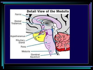Internal Brain Structure & Cranial Nerves | PPT | Brain and Nervous ...