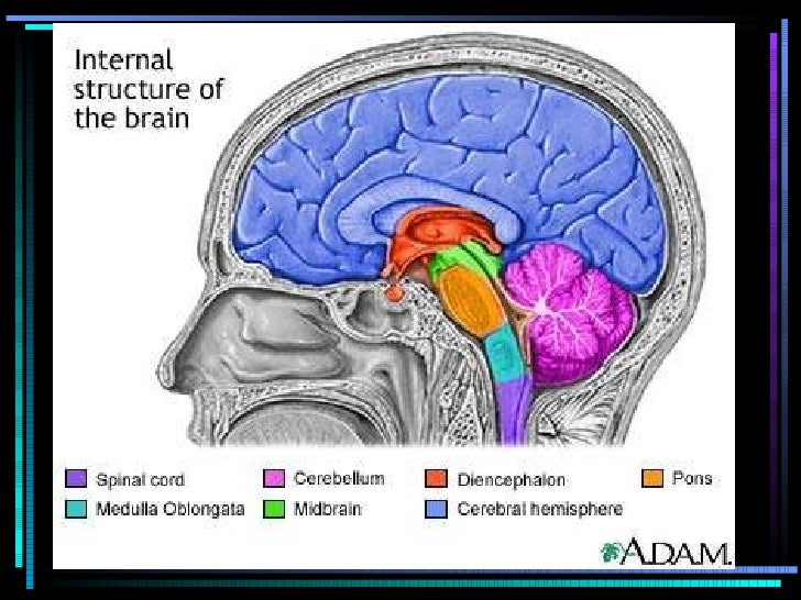 Internal Brain Structure Cranial Nerves Internal Brain Structure Cranial Nerves