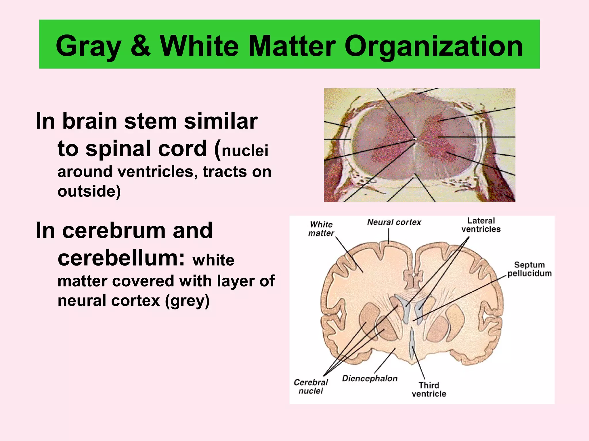 Internal capsule | PPT | Brain and Nervous System Disorders | Diseases ...