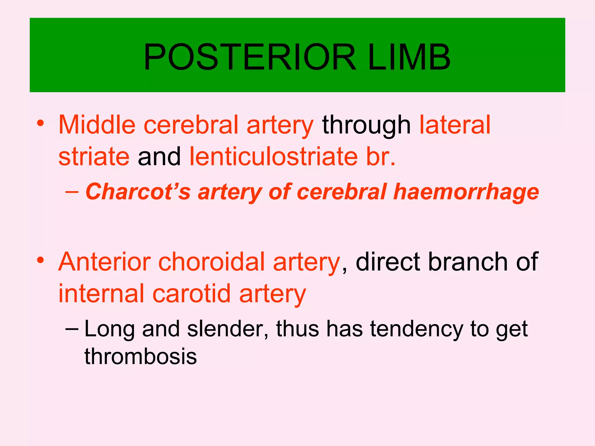 Internal capsule | PPT