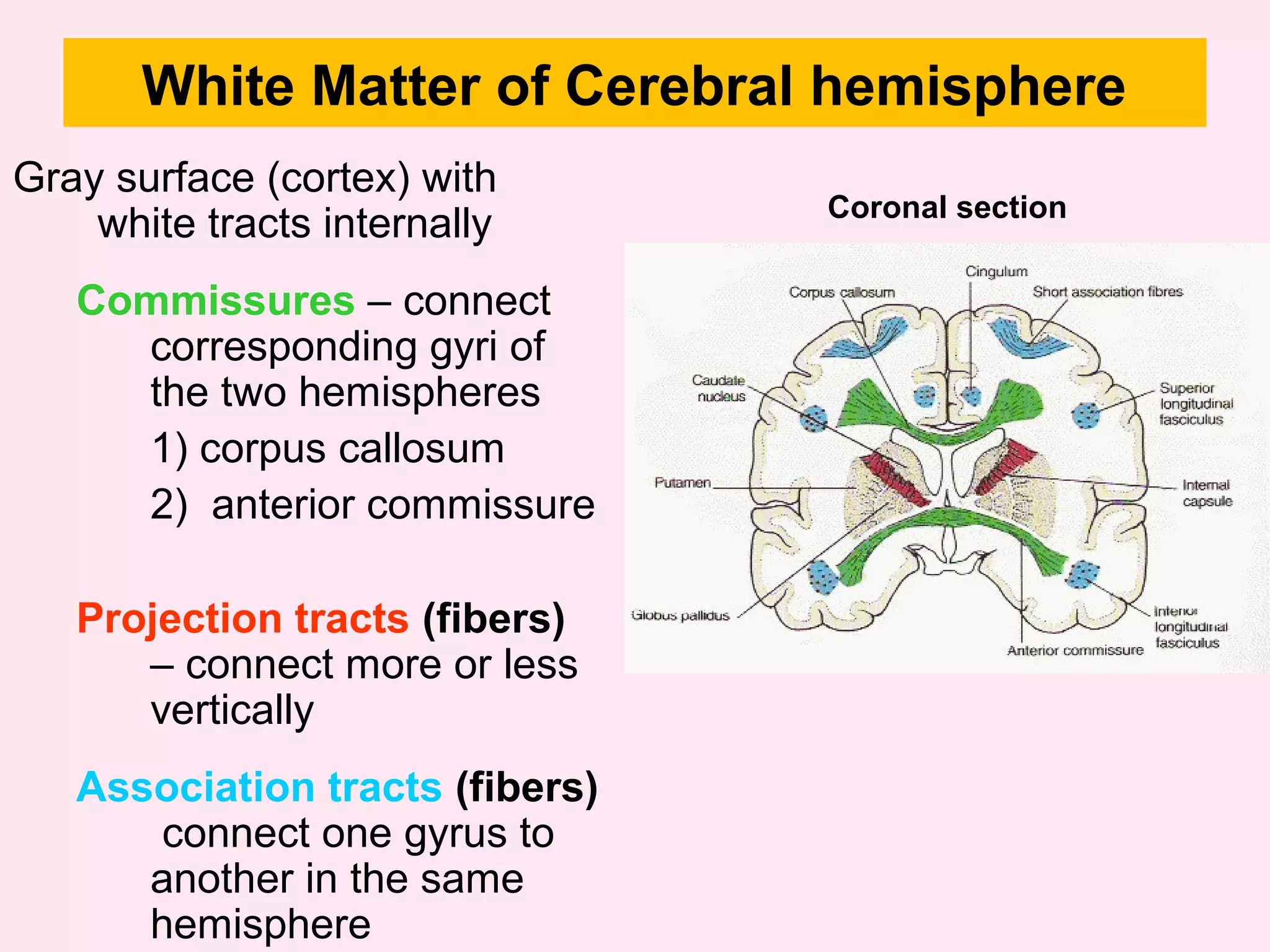 Internal capsule | PPT