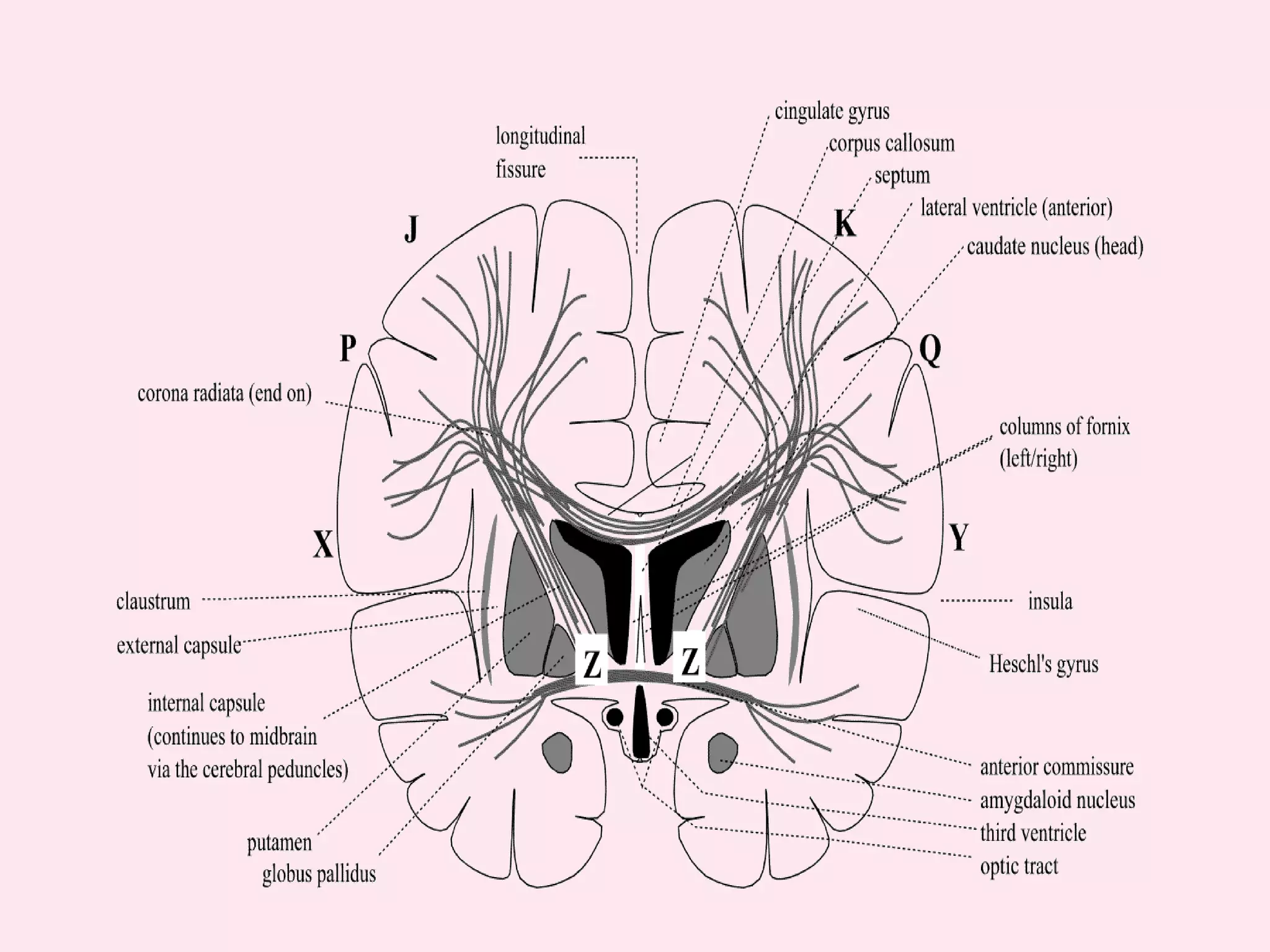 Internal capsule | PPT