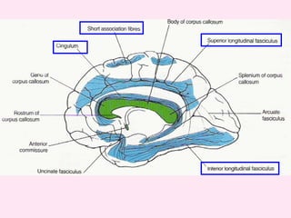 Internal capsule | PPT | Brain and Nervous System Disorders | Diseases ...