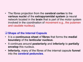 Internal capsule | PPT
