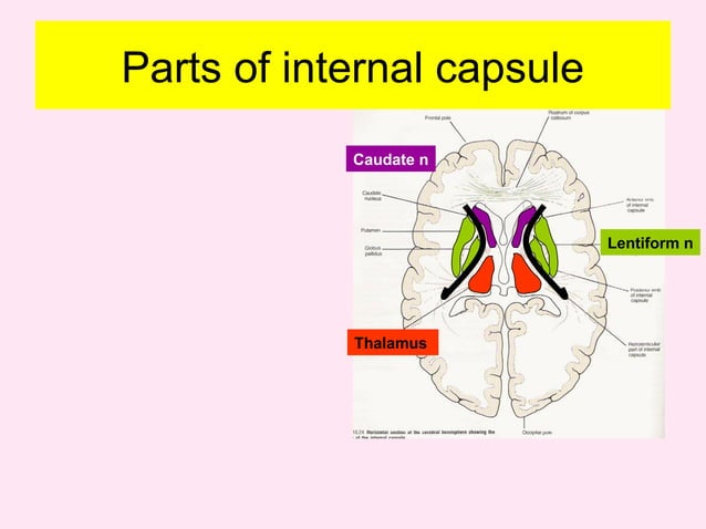 Internal capsule | PPT | Brain and Nervous System Disorders | Diseases ...