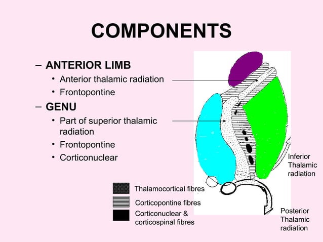 Internal capsule | PPT | Brain and Nervous System Disorders | Diseases ...