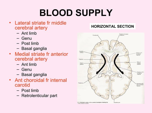 Internal capsule | PPT | Brain and Nervous System Disorders | Diseases ...