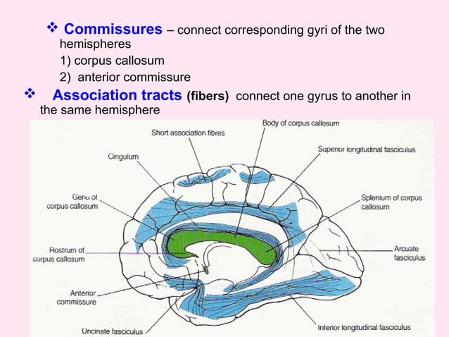 Internal capsule | PPT | Brain and Nervous System Disorders | Diseases ...