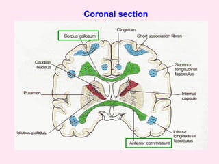 Internal capsule | PPT