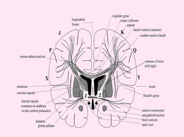 Internal capsule | PPT | Brain and Nervous System Disorders | Diseases ...