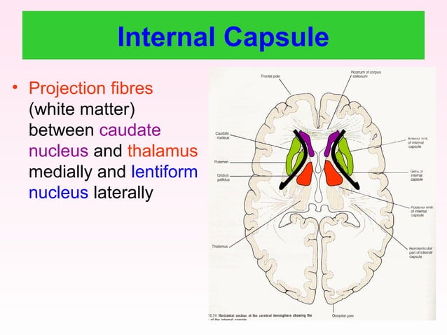 Internal capsule | PPT