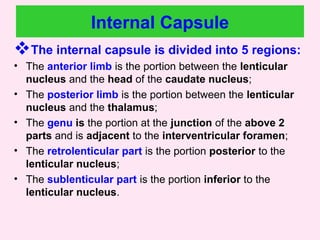 Internal capsule | PPT