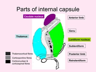 Internal Capsule Fibers
