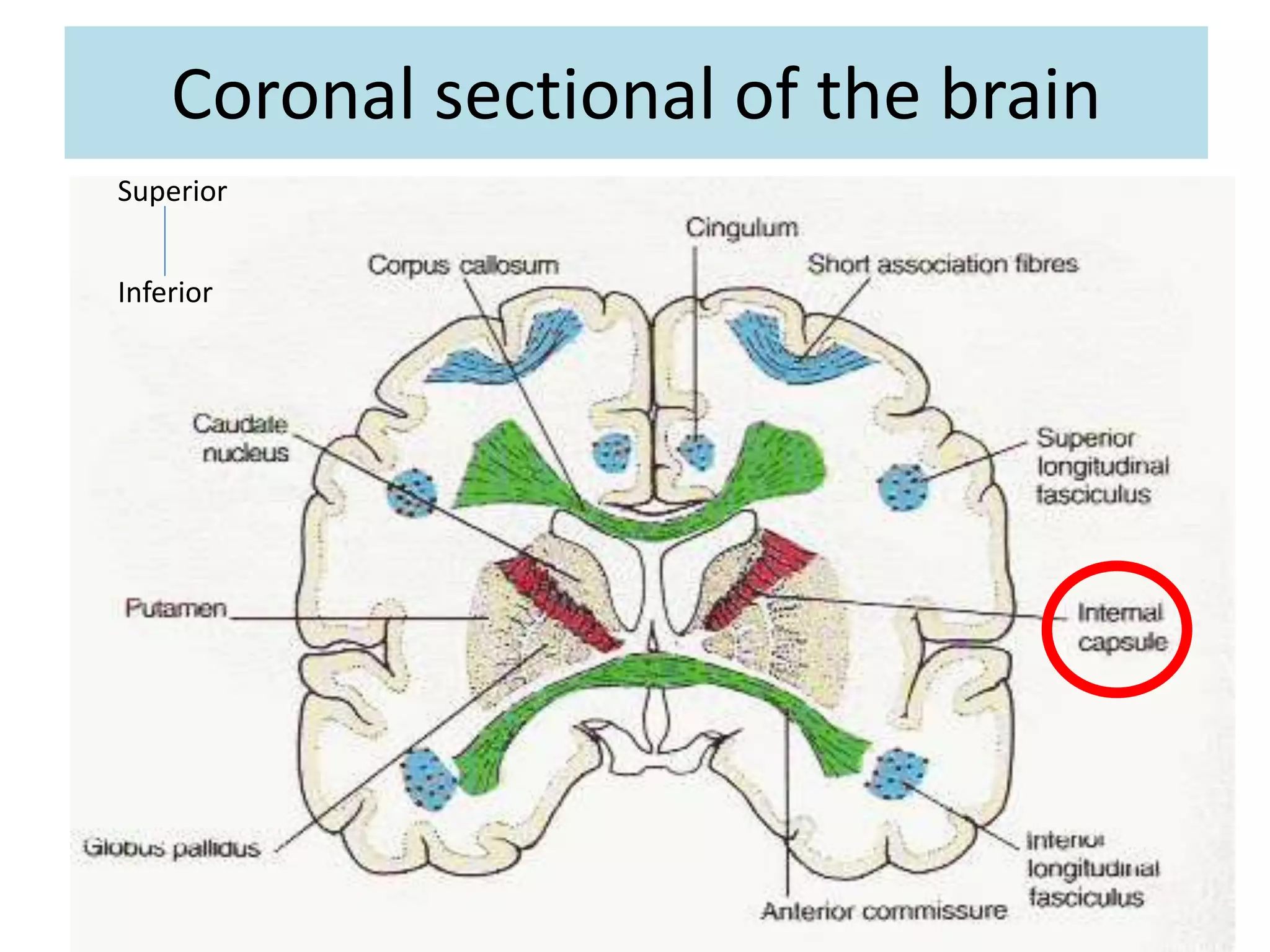 Internal Capsule-Anatomy | PPTX