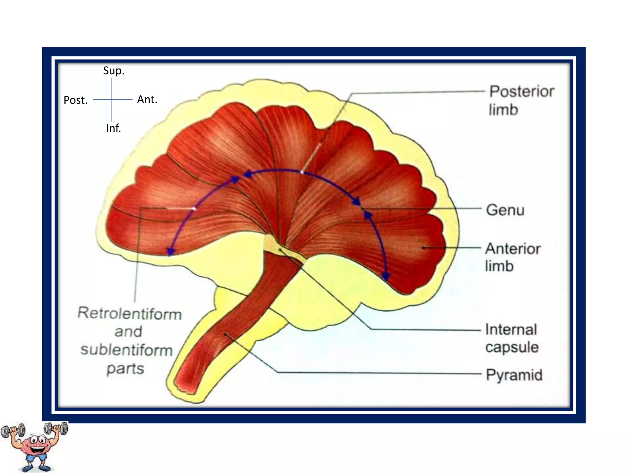 Internal Capsule-Anatomy | PPTX
