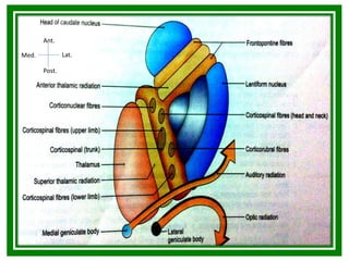Internal Capsule-Anatomy | PPTX