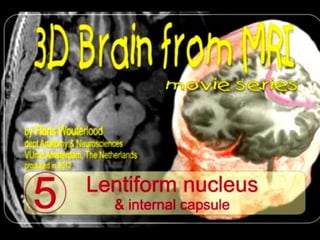 Internal Capsule-Anatomy | PPTX