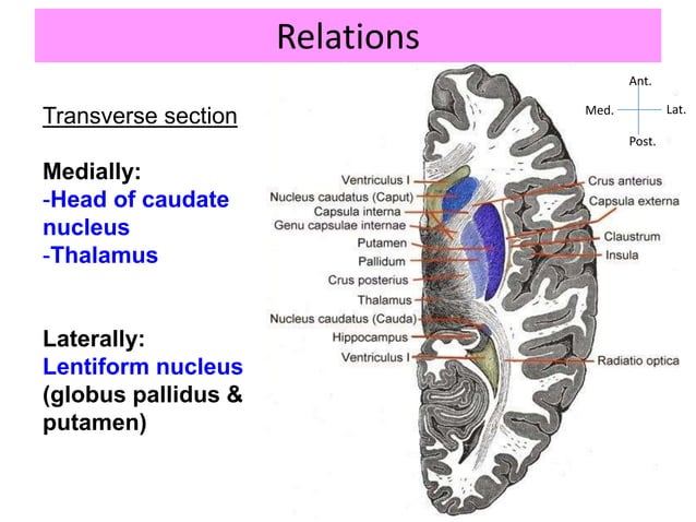 Internal Capsule-Anatomy | PPTX | Brain and Nervous System Disorders ...