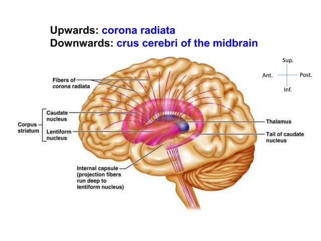 Internal Capsule-Anatomy | PPTX | Brain and Nervous System Disorders ...