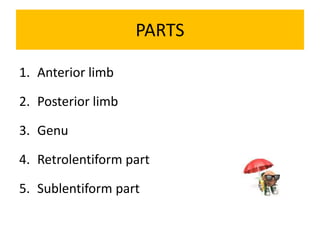 Internal Capsule-Anatomy | PPTX