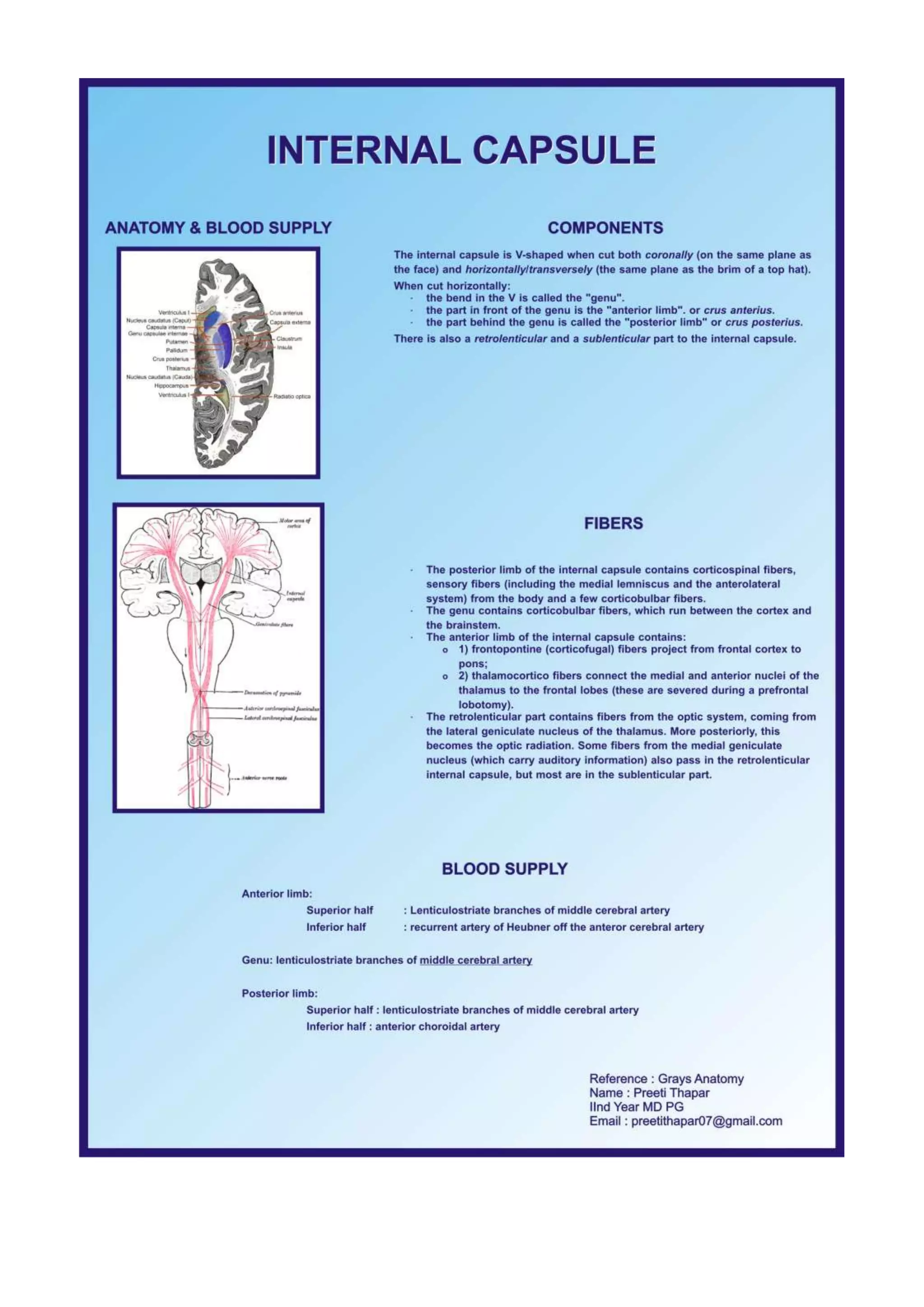 Internal capsule | DOC