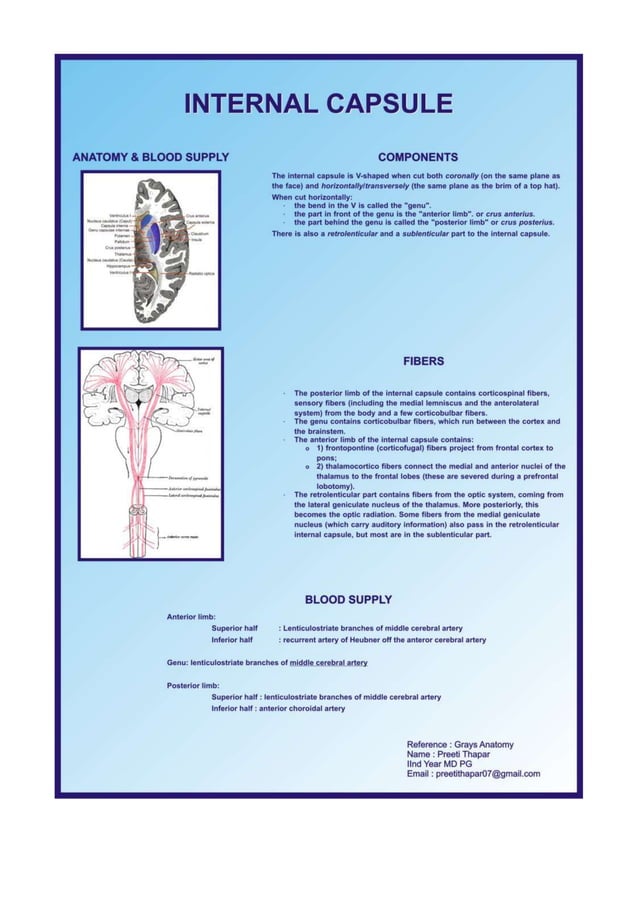 Internal capsule | DOC