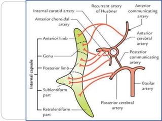 Internal capsule | PPTX