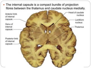 Internal capsule | PPTX