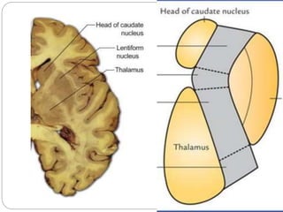 Internal capsule | PPTX