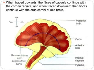 Internal capsule | PPTX