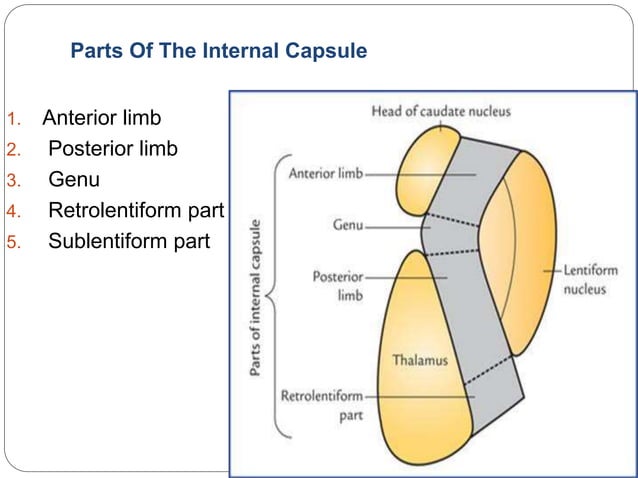 Internal capsule | PPTX