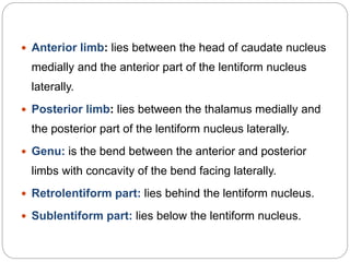 Internal capsule | PPTX