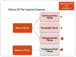 Internal capsule | PPTX