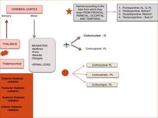 Internal capsule | PPTX