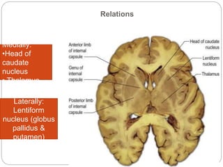 Caudate Nucleus Internal Capsule