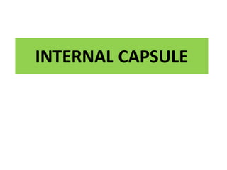 internal capsule.pptx