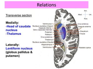 internal capsule.pptx