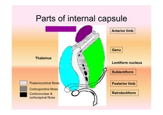 Internal Capsule.pdf