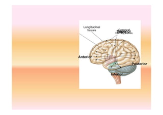 Internal Capsule.pdf