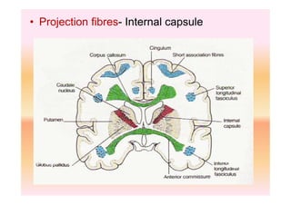 Internal Capsule.pdf