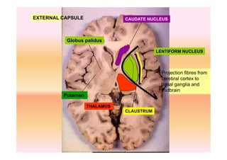 Internal Capsule.pdf