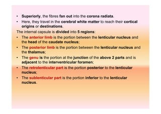 Internal Capsule.pdf