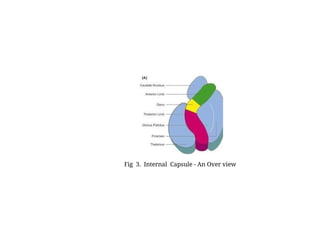 Internal Capsule_Divisions_fibres_lesions | PPTX