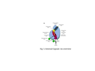 Internal Capsule_Divisions_fibres_lesions | PPTX