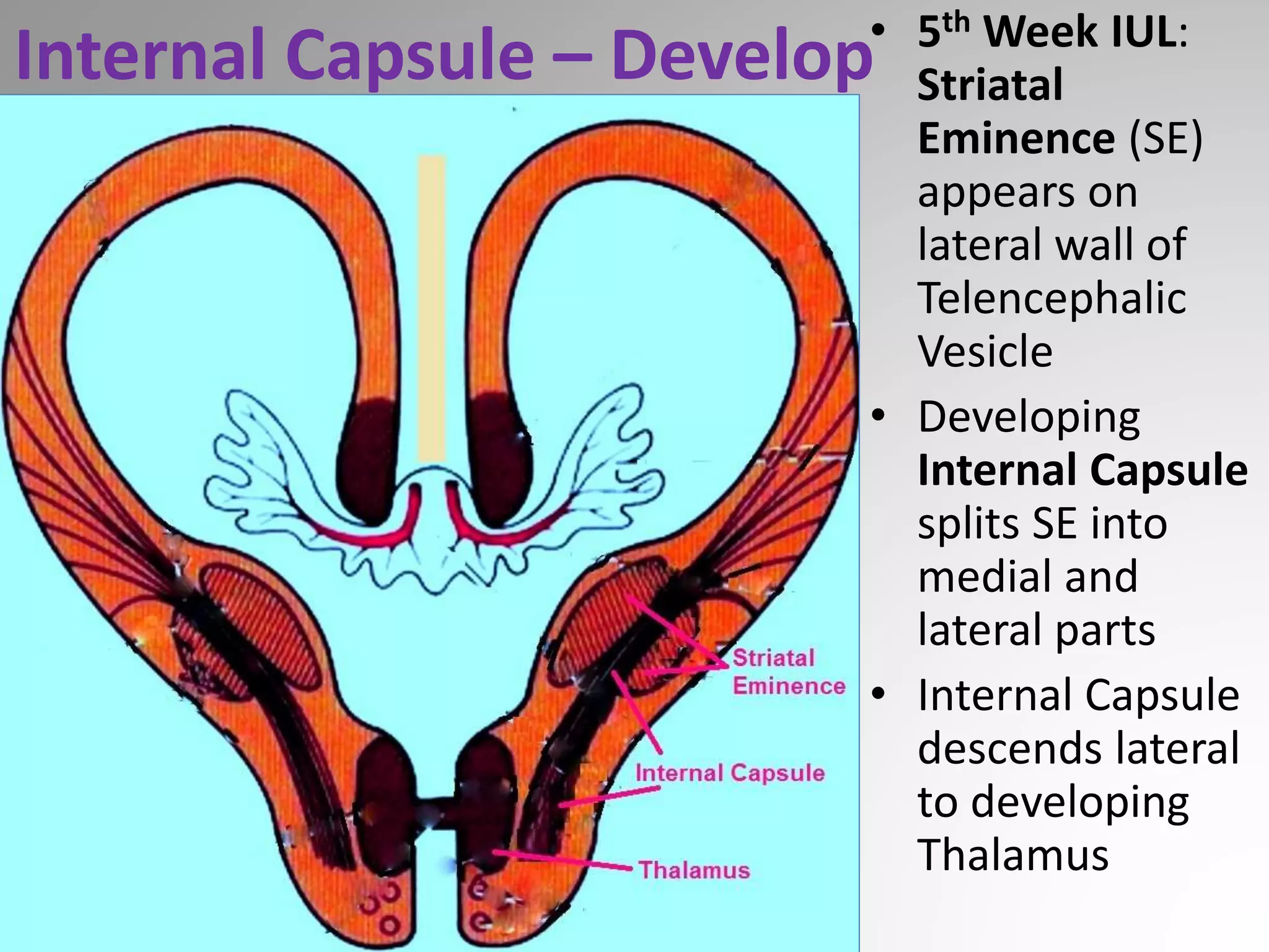 Brain Internal Capsule – Structure Orientation Tracts - Sanjoy Sanyal ...